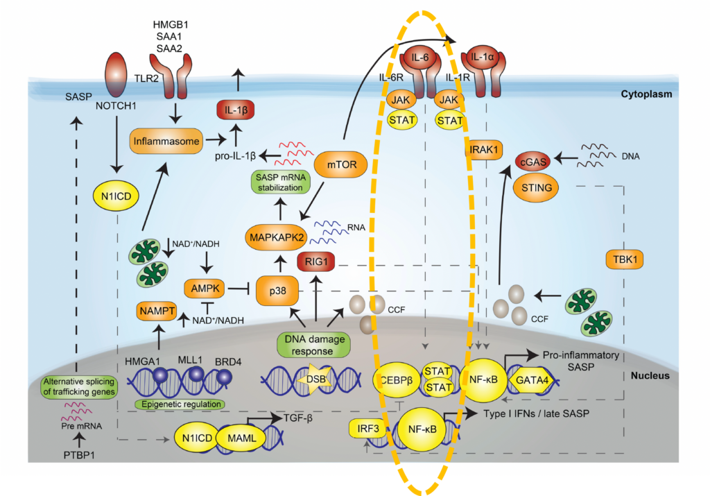 Technology – DELiver Therapeutics